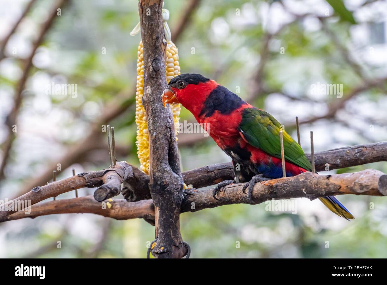 Coconut lorikeet (Trichoglossus haematodus) eating corn at Hong Kong ...