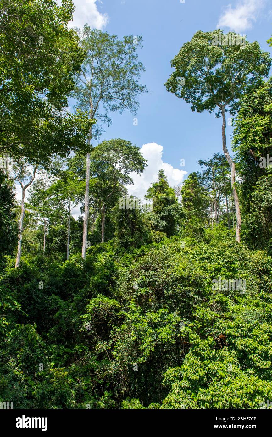Tropical rainforest canopy hi-res stock photography and images - Alamy