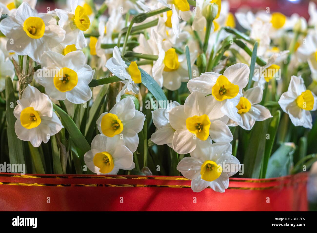 Flower of a daffodil with a yellow center, bunch on the pot Stock Photo ...