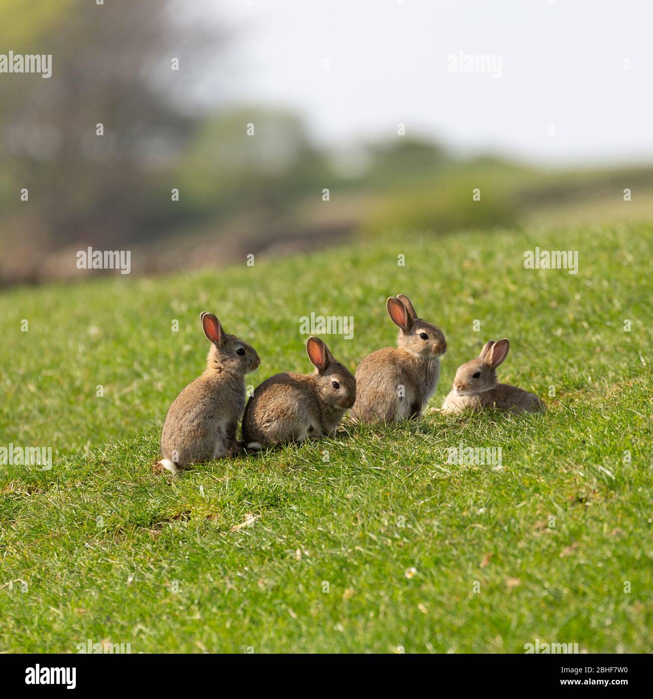 Group of baby rabbits in a line in a sunny field Stock Photo - Alamy