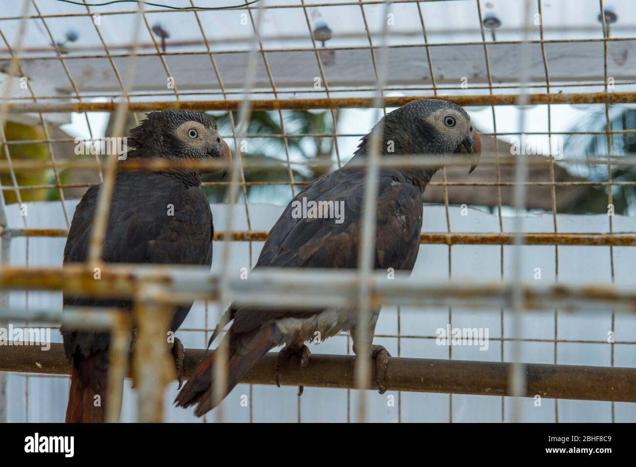 African Grey Parrot (Psittacus erithacus) in cages at Coconut Grove ...