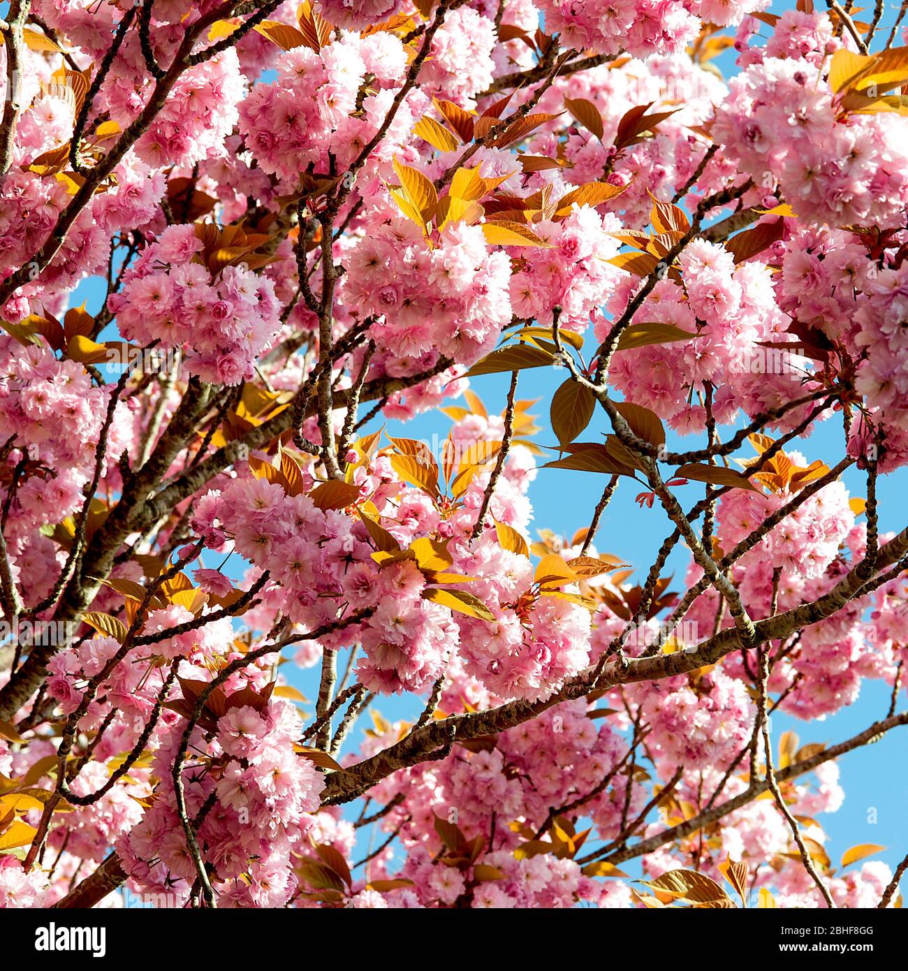 The pink blossoms of a cherry blossom tree in spring Stock Photo - Alamy