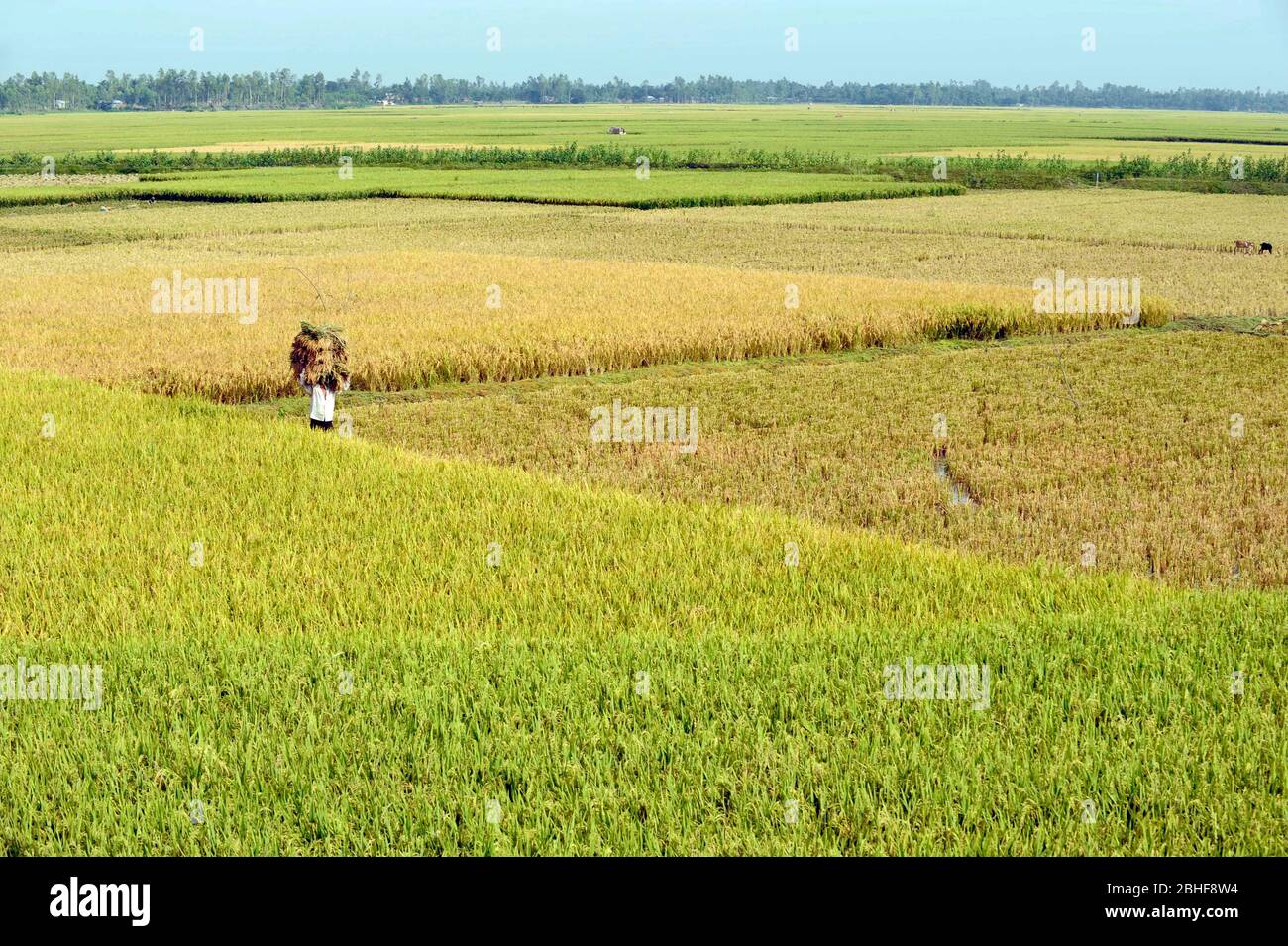 Bangladesh rice field hi-res stock photography and images - Alamy