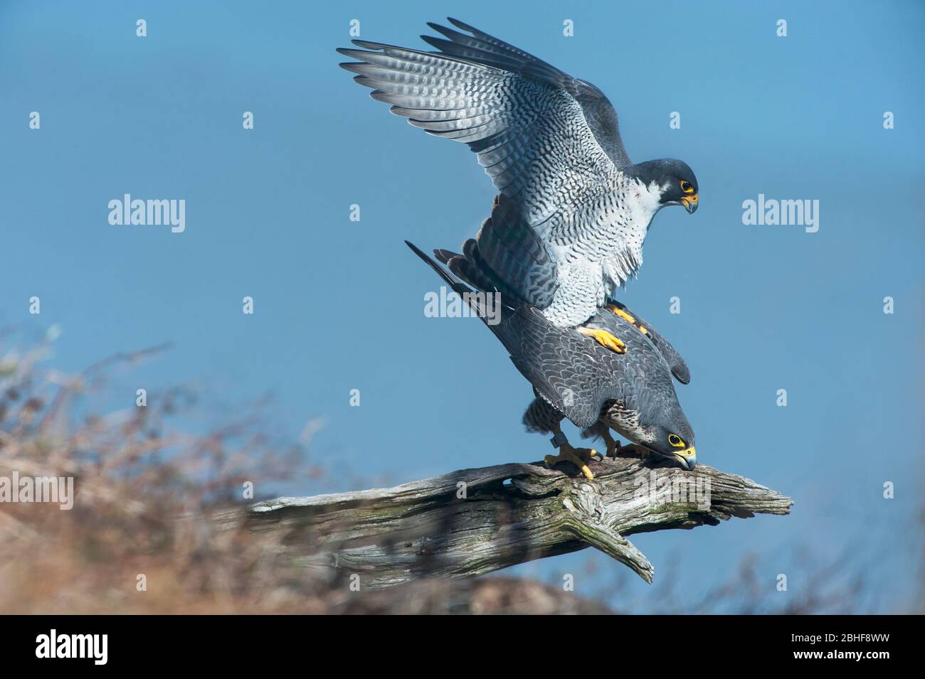 Falcons hi-res stock photography and images - Alamy