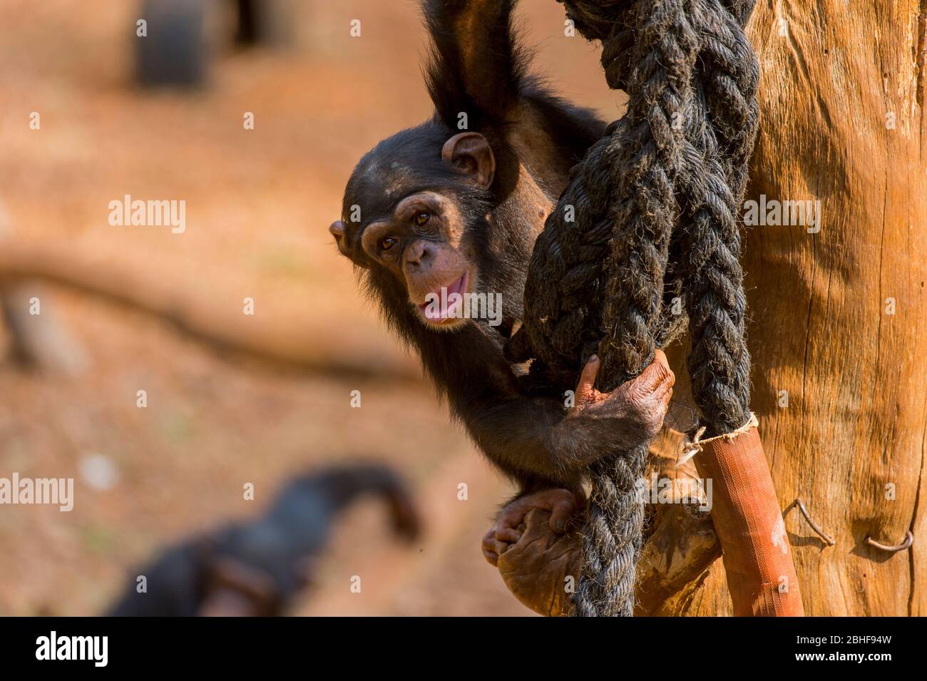 Chimpanzee enclosure hi-res stock photography and images - Alamy