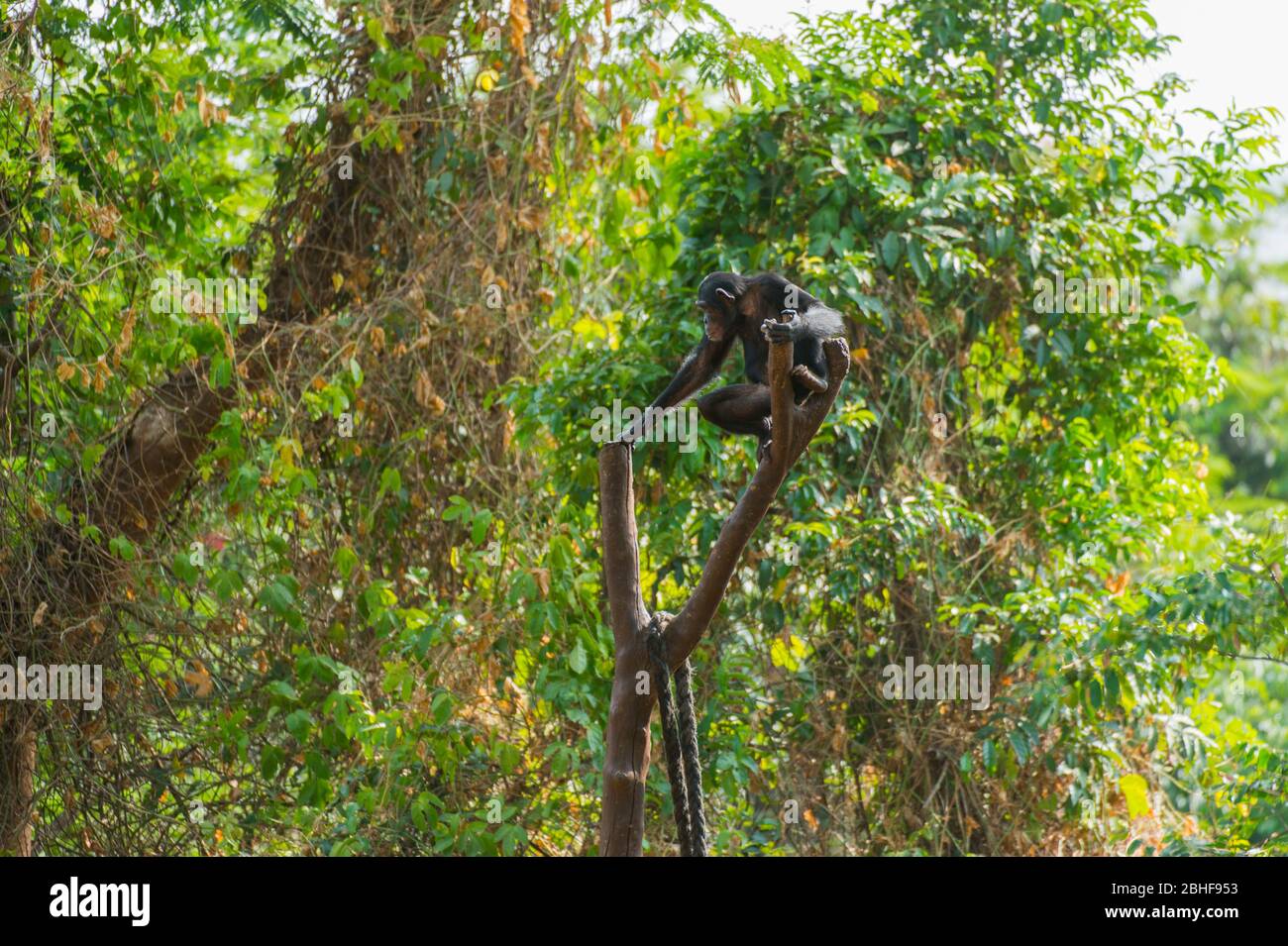 Tacugama chimpanzee sanctuary hi-res stock photography and images - Alamy