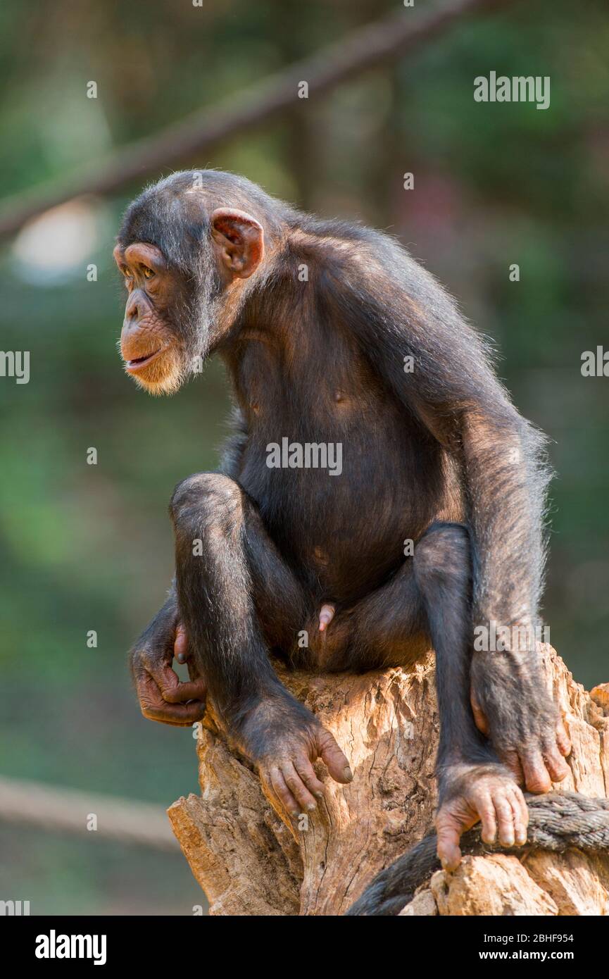 Chimpanzee enclosure hi-res stock photography and images - Alamy