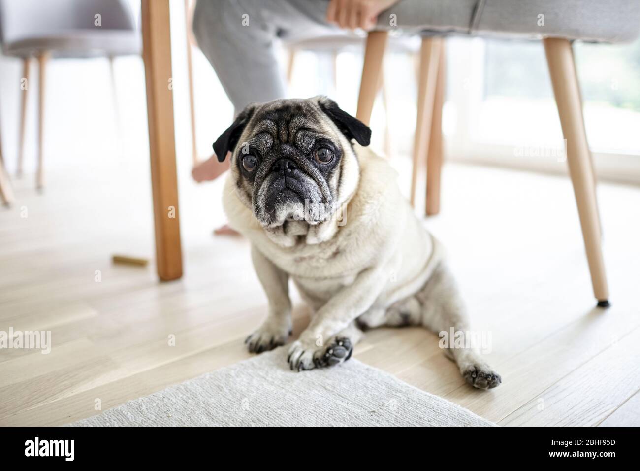Old sad dog sitting on the floor, tired pug. Pet yearning under a table ...