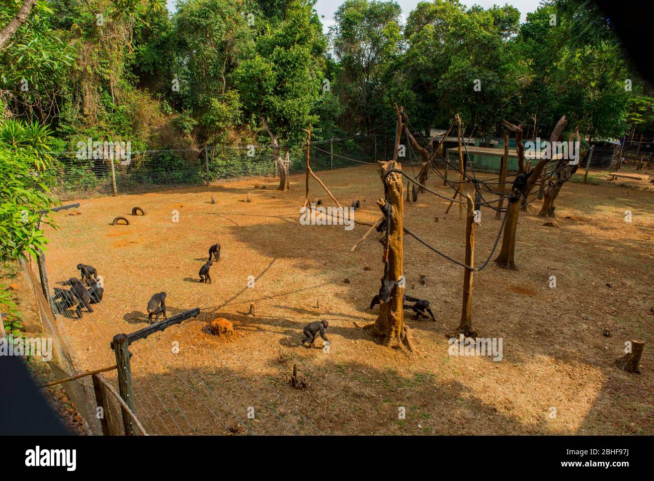 Tacugama Chimpanzee Sanctuary High Resolution Stock Photography and ...