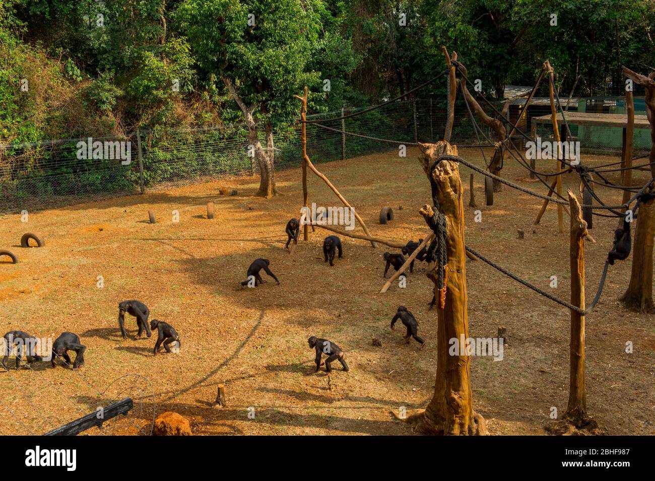 Chimpanzees in enclosure at the Tacugama Chimp Sanctuary near Freetown ...