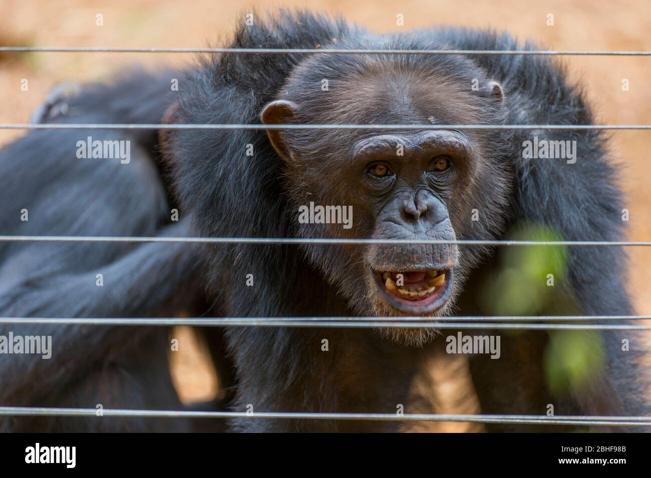 Tacugama Chimpanzee Sanctuary High Resolution Stock Photography and ...