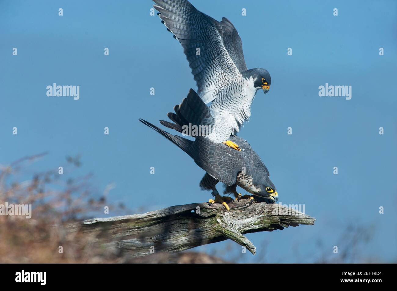 Mating peregrine falcons Stock Photo - Alamy