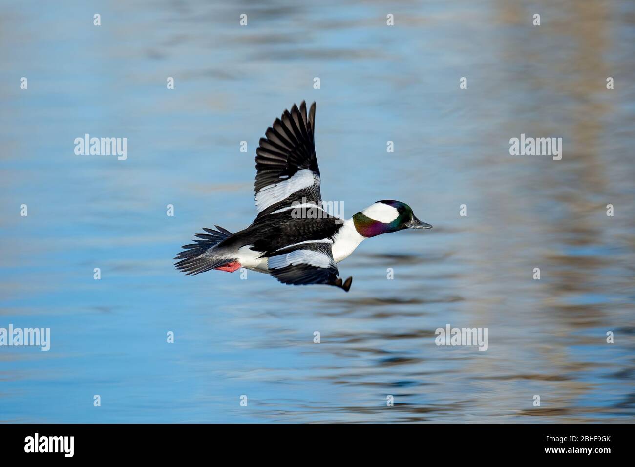 Bufflehead flying hi-res stock photography and images - Alamy