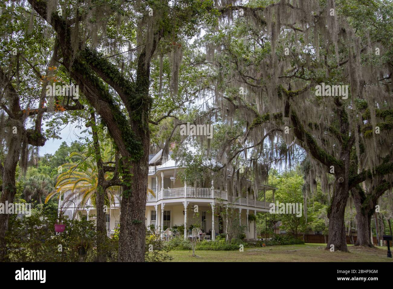 A beautiful Victorian style house framed by old oak trees draped with ...