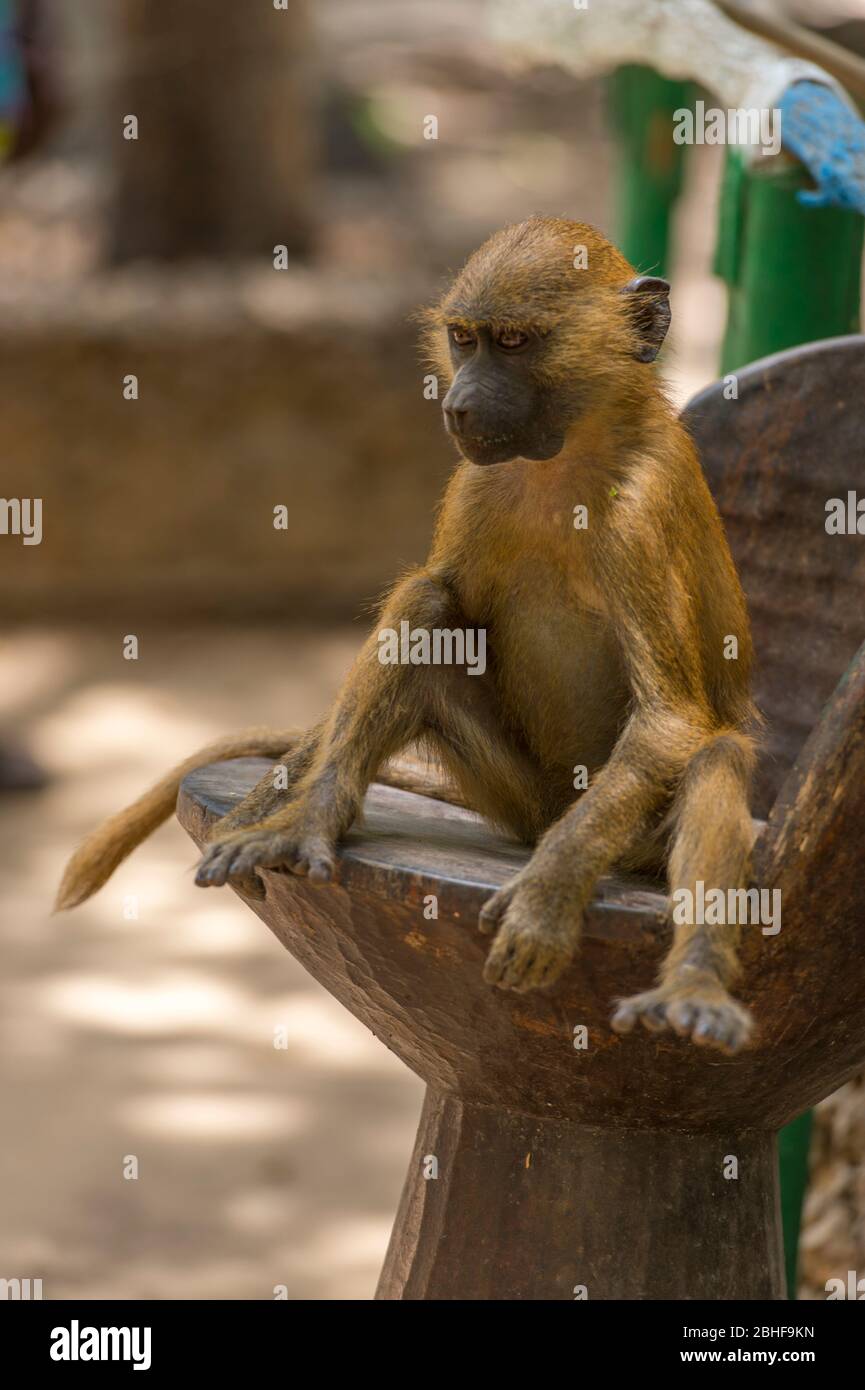 Monkey sitting on chair hi-res stock photography and images - Alamy