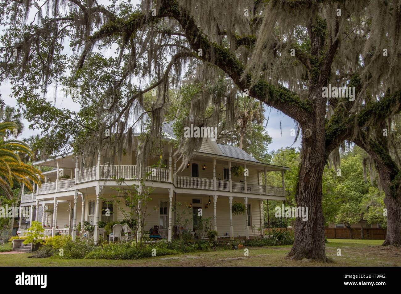 A beautiful Victorian style house framed by old oak trees draped with ...