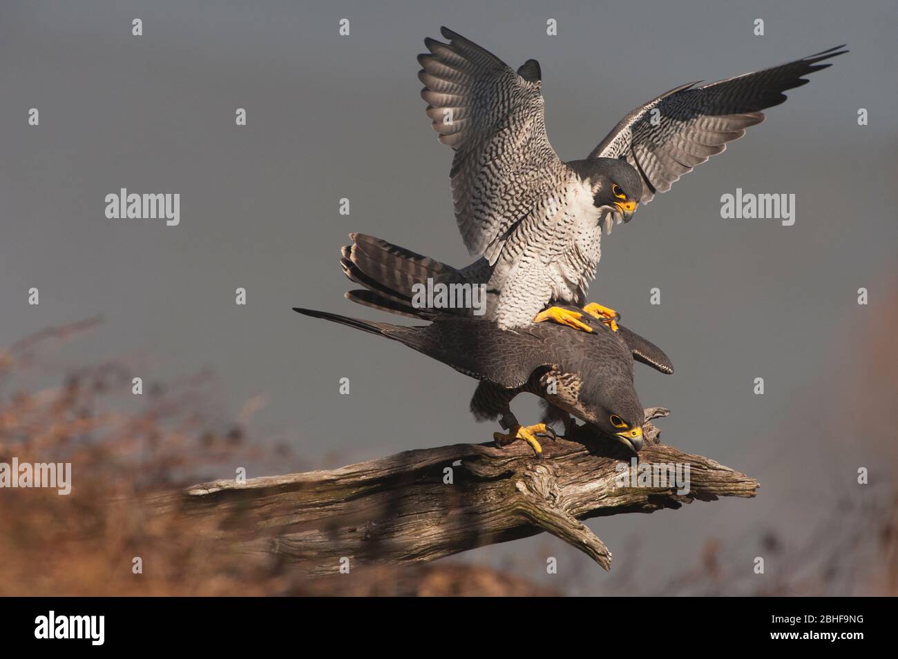 Mating peregrine falcons Stock Photo - Alamy