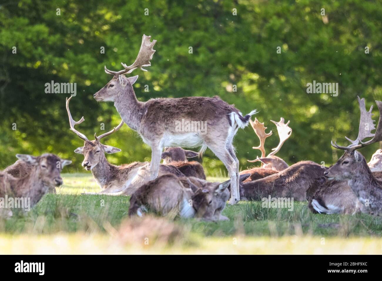 Woodland animals group hi-res stock photography and images - Alamy