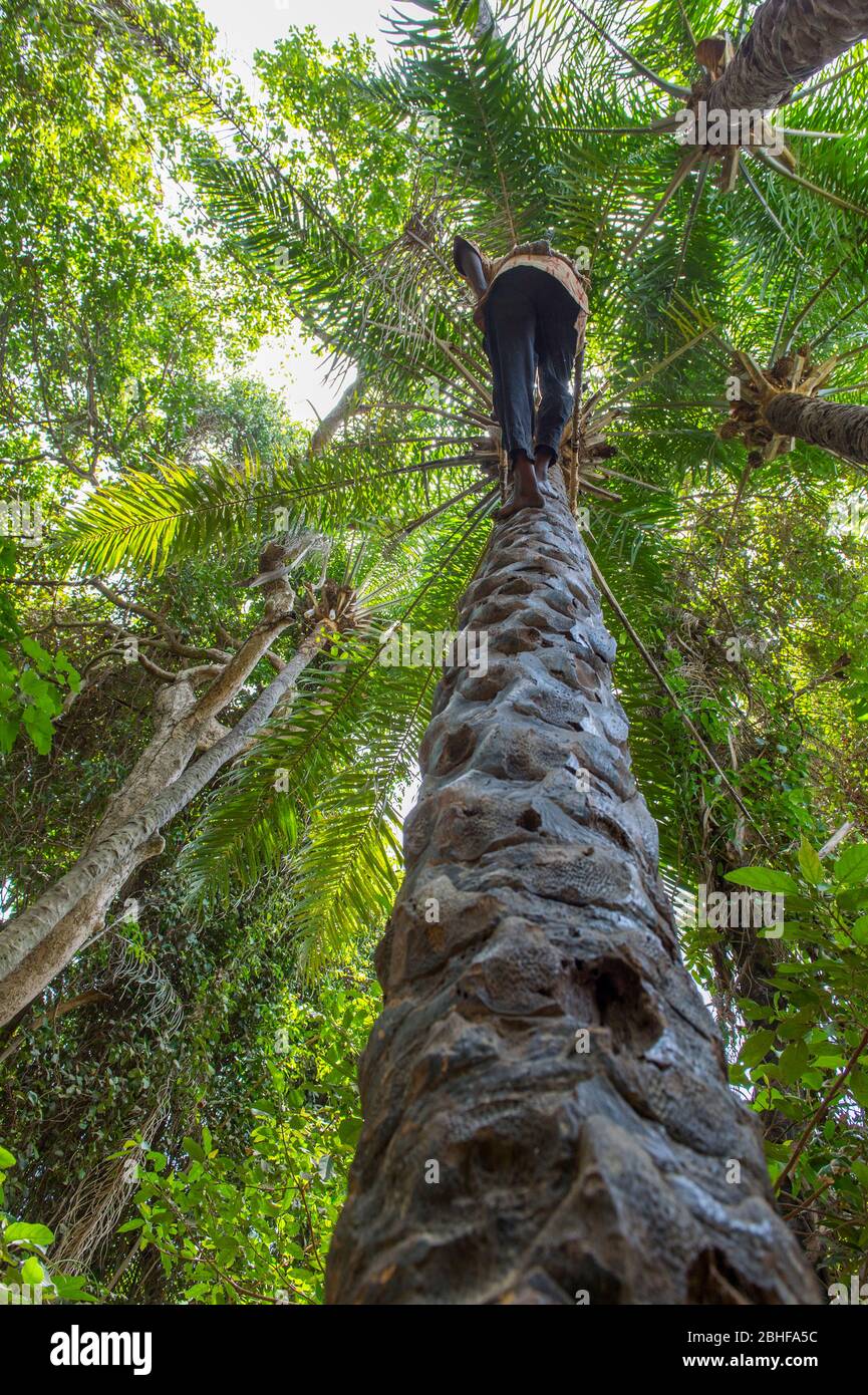 Climbing palm tree hi-res stock photography and images - Alamy