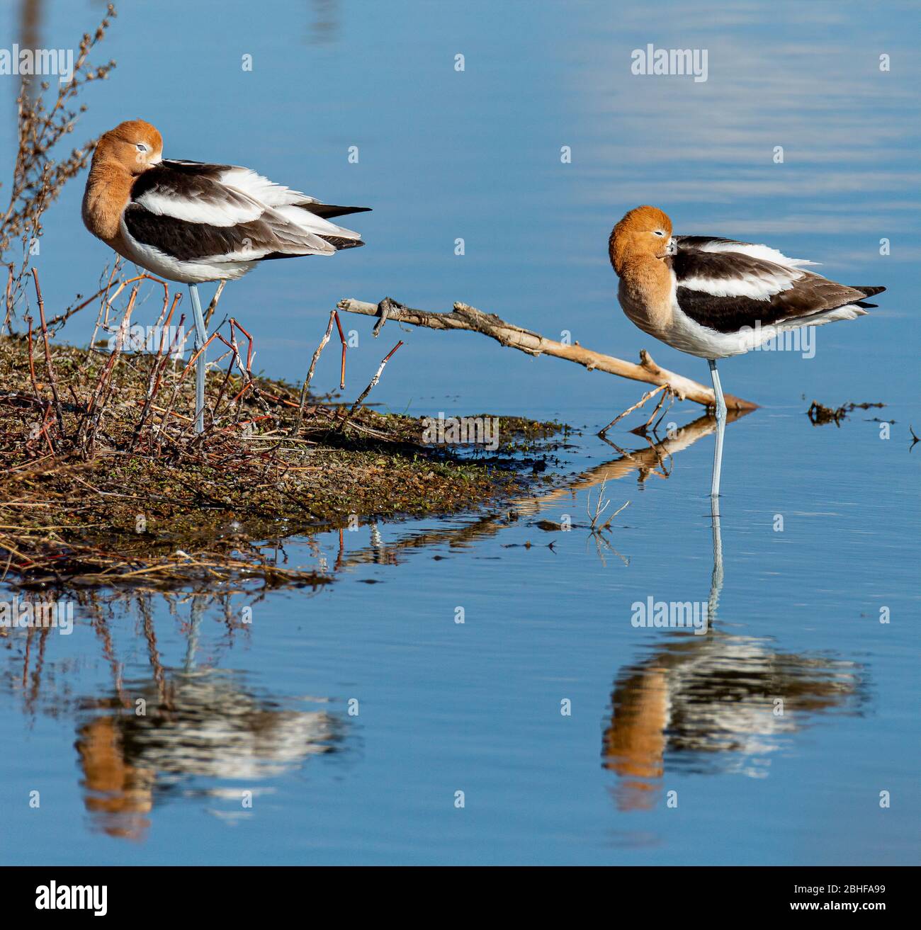 American avocet legs hi-res stock photography and images - Alamy