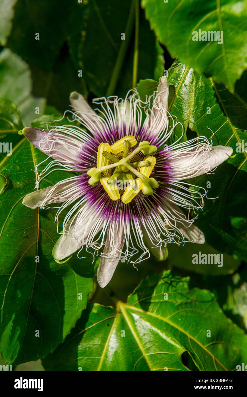 Passion fruit flower at the National Botanic Garden in Banjul, The ...