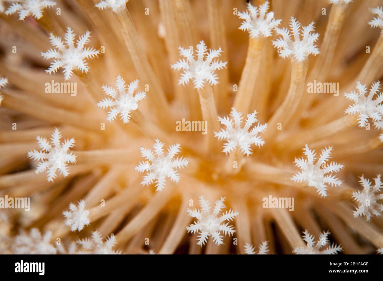 Soft coral polyps feeding hi-res stock photography and images - Alamy