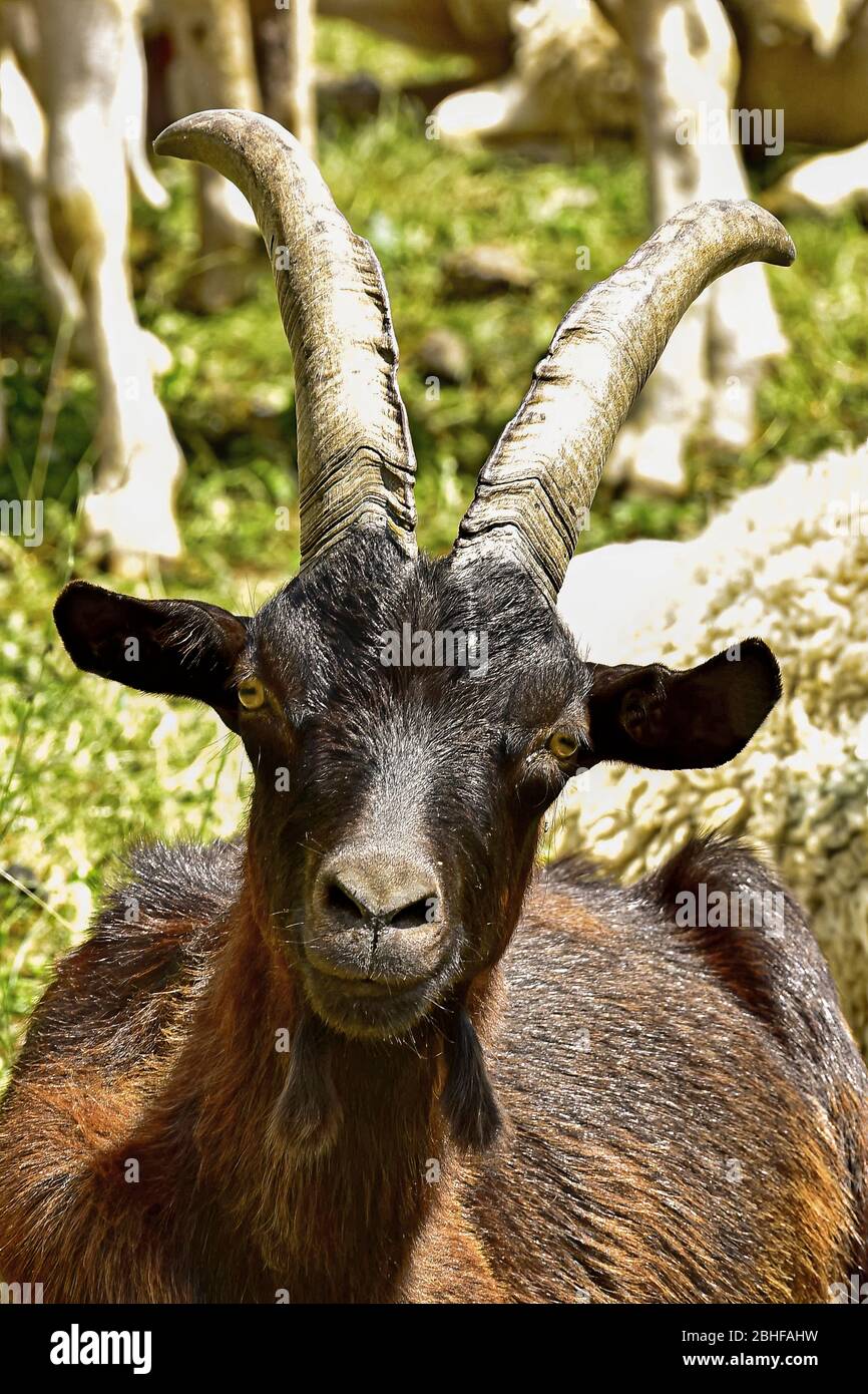 Caprinae hi-res stock photography and images - Alamy