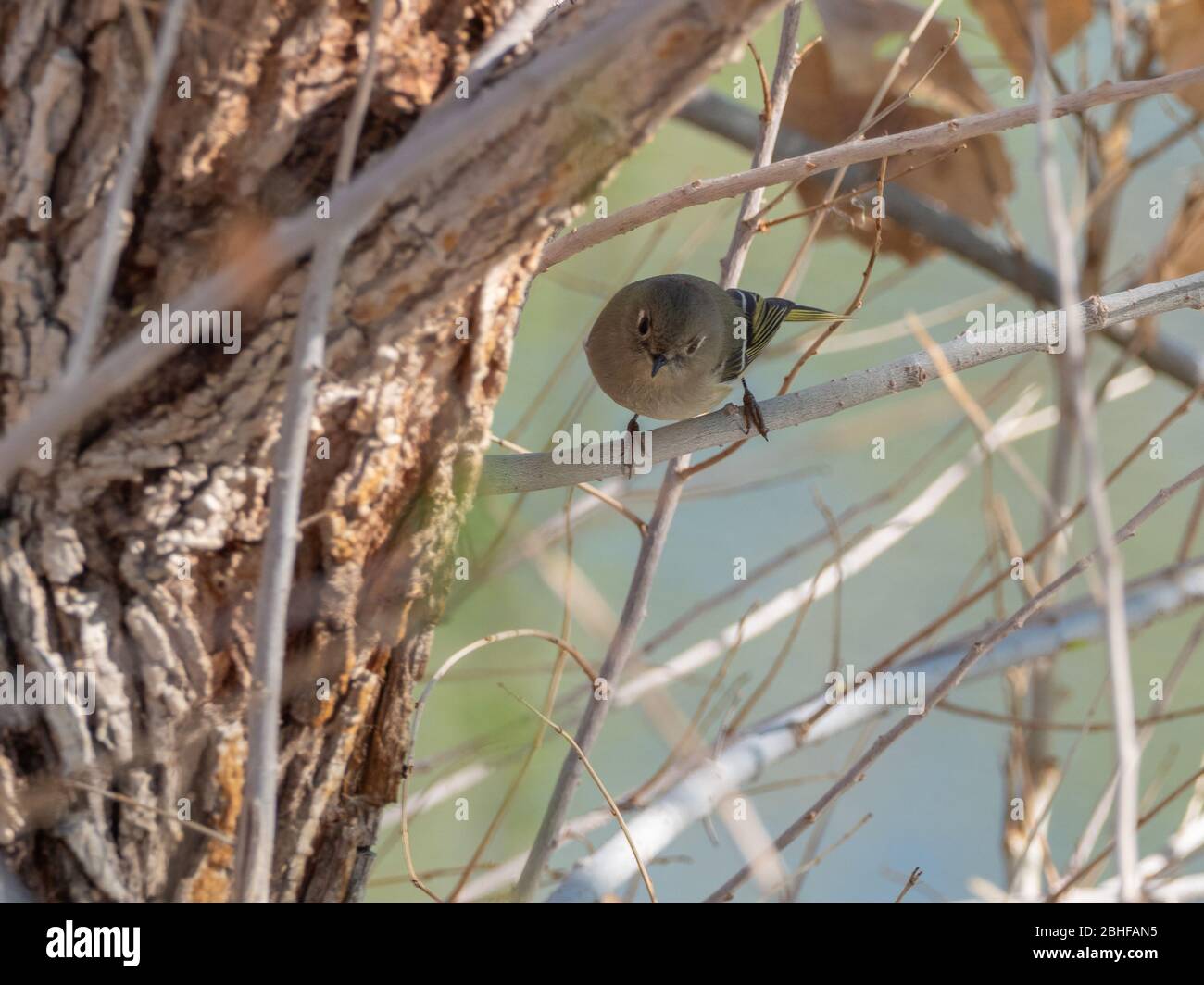 Female Ruby-crowned Kinglet Perching on a Branch Stock Photo - Alamy