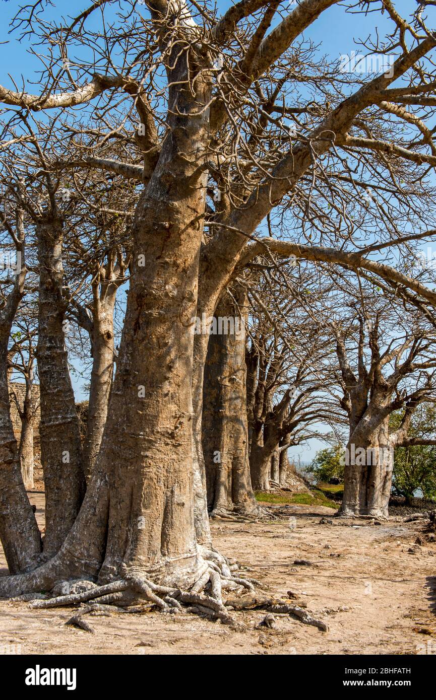 James island gambia hi-res stock photography and images - Alamy