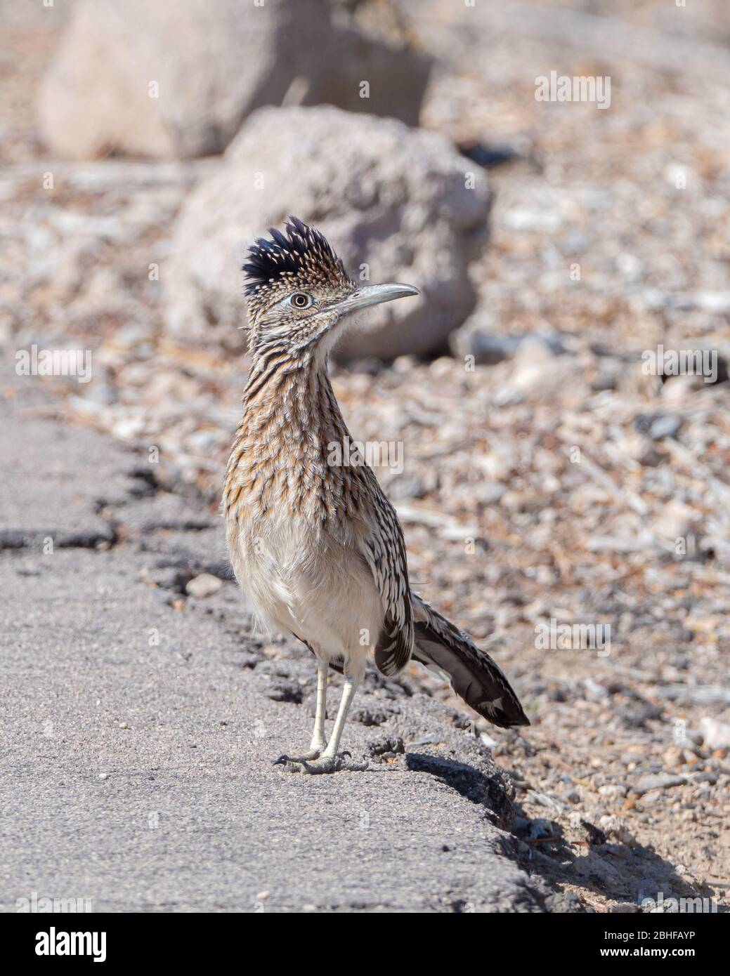 Roadrunner in Nevada Stock Photo - Alamy