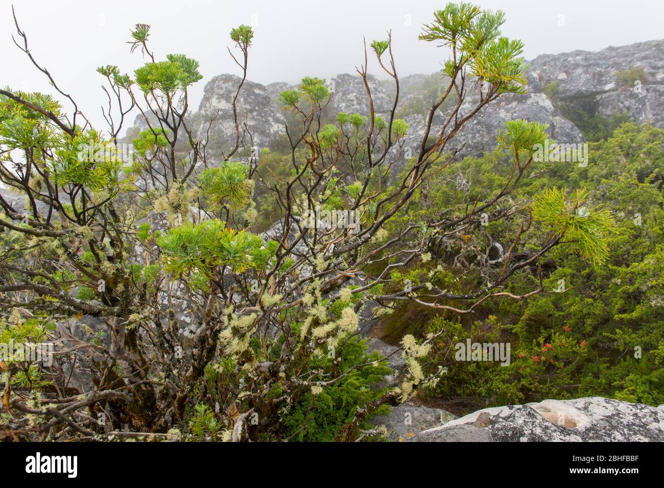 Bush covered with lichens on the top of Table Mountain in Cape Town ...
