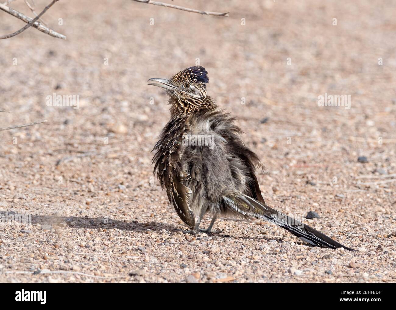 Roadrunner in Nevada Stock Photo - Alamy