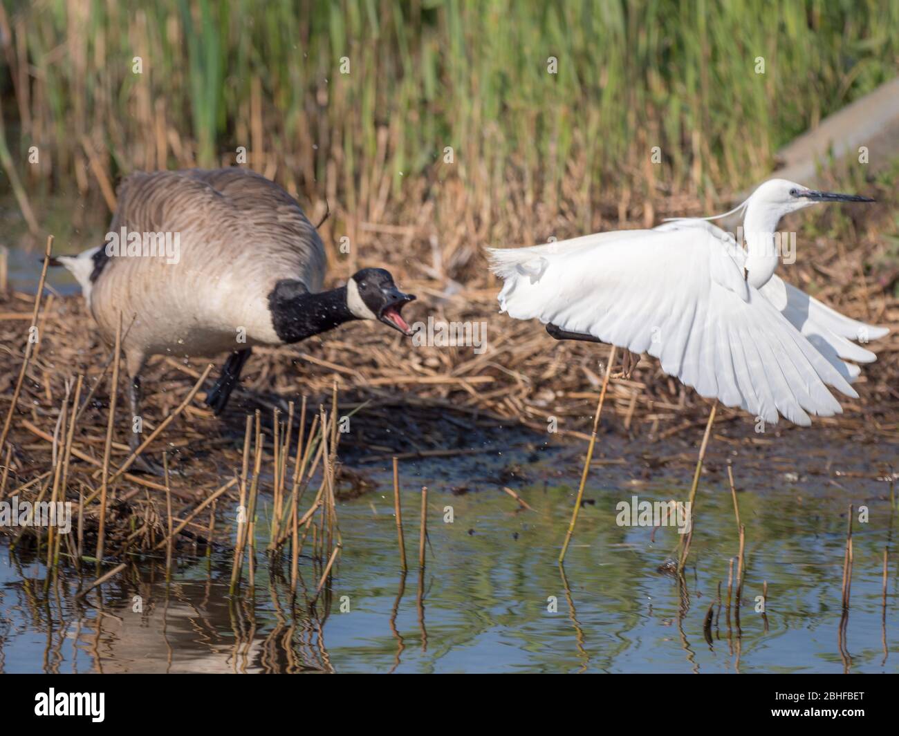 Canada Goose attacking Little Egret Stock Photo - Alamy