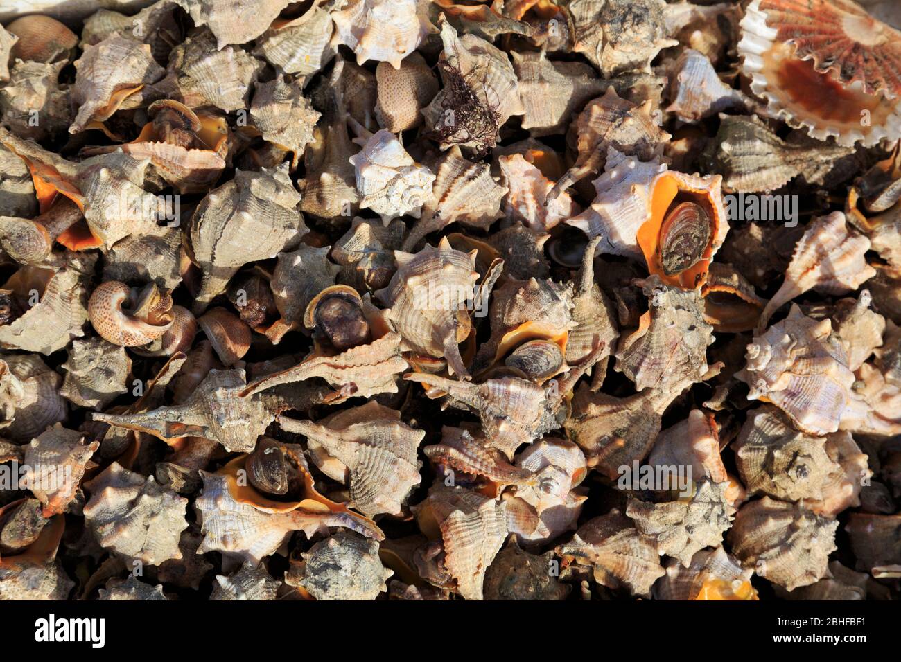 Shellfish, Port of Fiumicino, Rome, Italy, Europe Stock Photo - Alamy