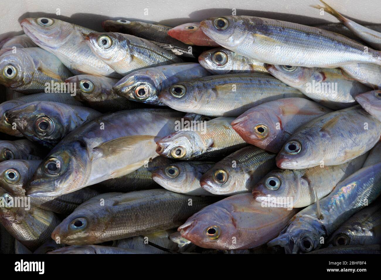 Fresh fish at the port hi-res stock photography and images - Alamy
