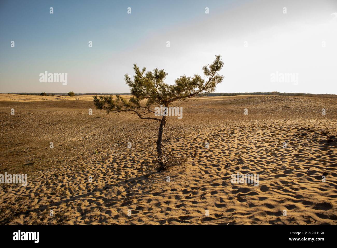 Hot tree hi-res stock photography and images - Alamy
