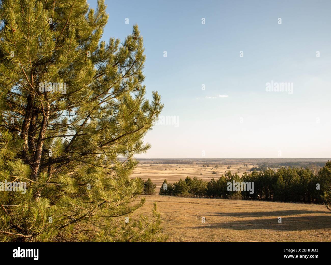 Rock pine tree hi-res stock photography and images - Alamy