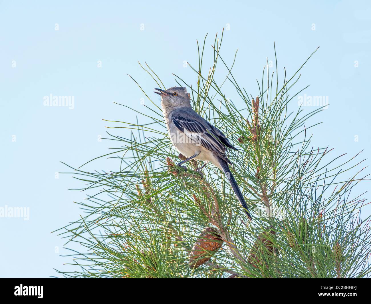 Many tongued mimic hi-res stock photography and images - Alamy
