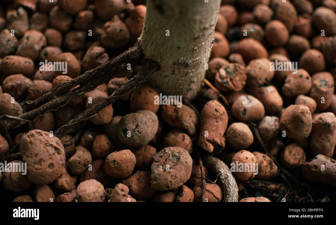 Home-grown plant with well-grown roots in expanded clay granules grown ...