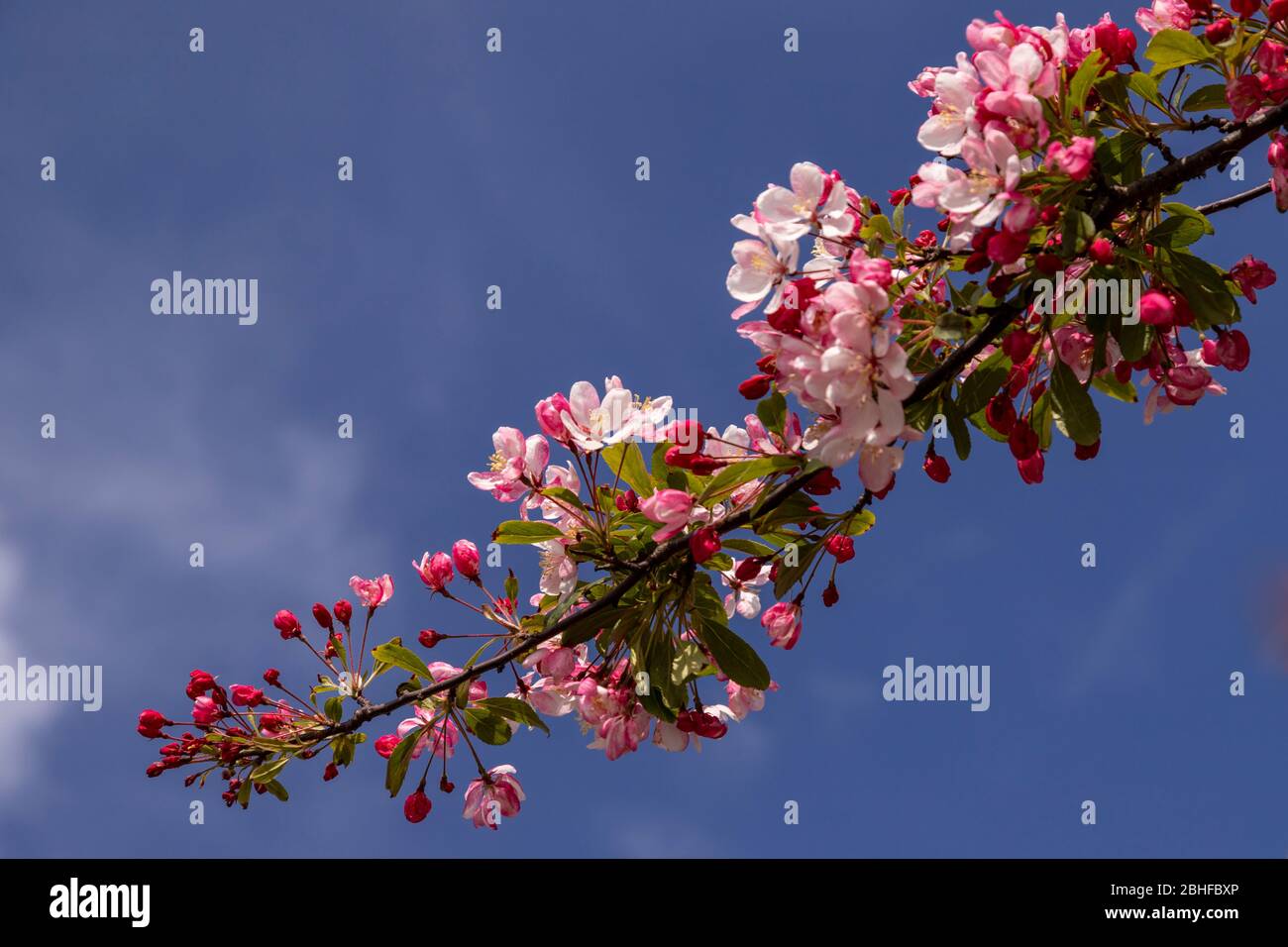 Pink blossom in spring Stock Photo - Alamy