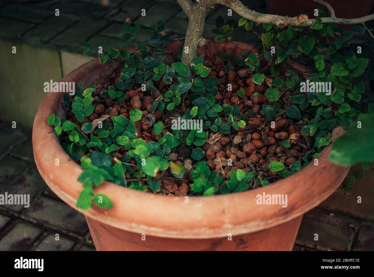 Home-grown plant with well-grown roots in expanded clay granules grown ...