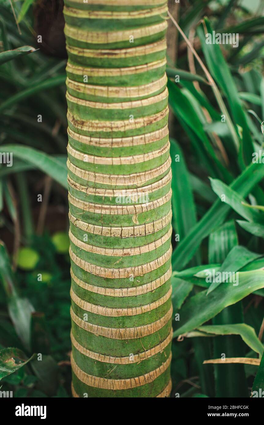 textural green trunk of a young palm tree. The concept of nature and ...