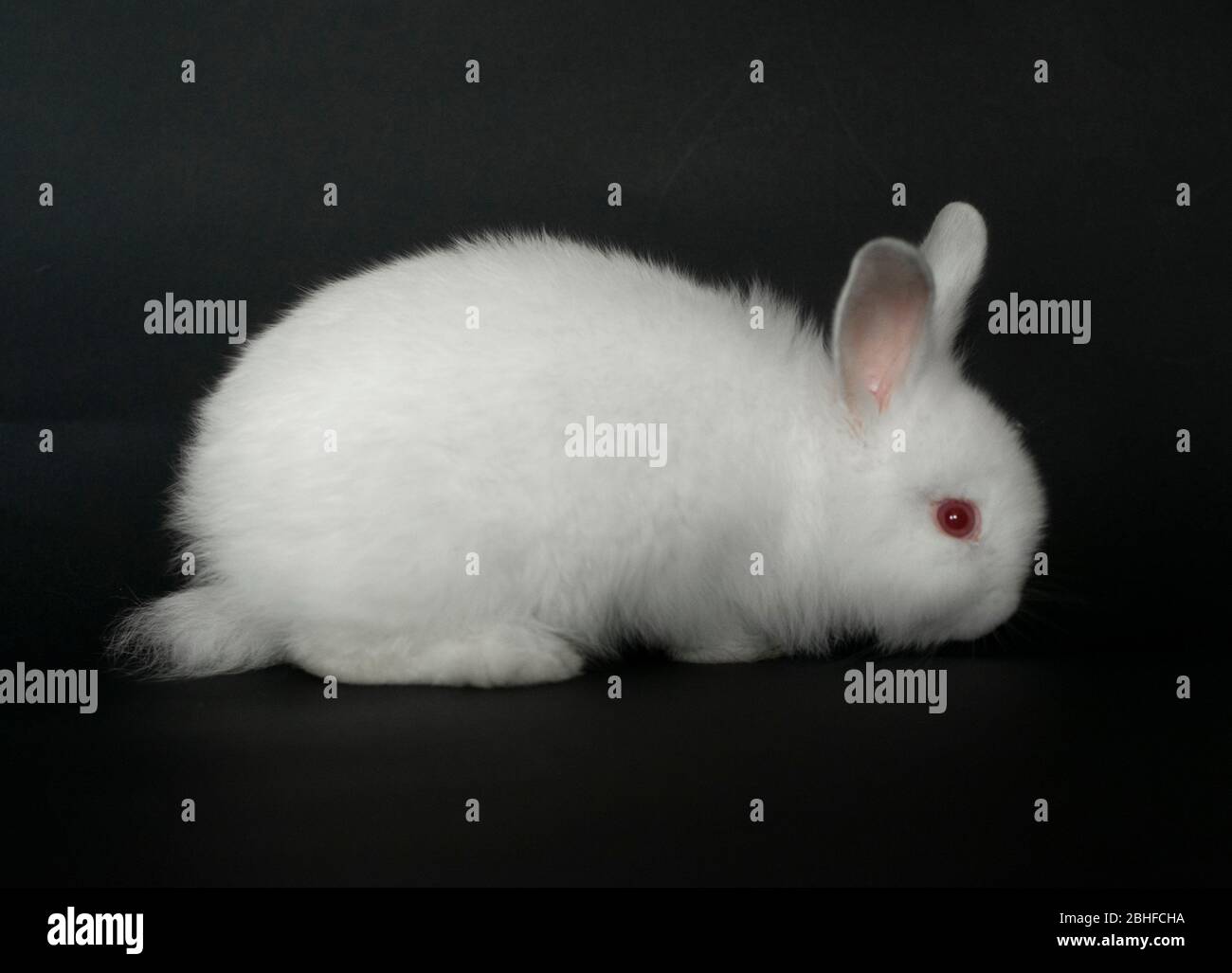Beautiful white baby rabbit on black background Stock Photo - Alamy