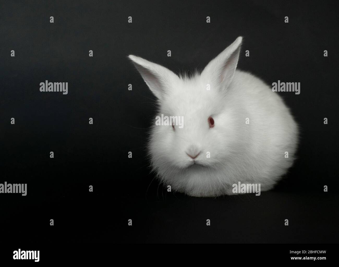 Bunny ears vector hi-res stock photography and images - Alamy