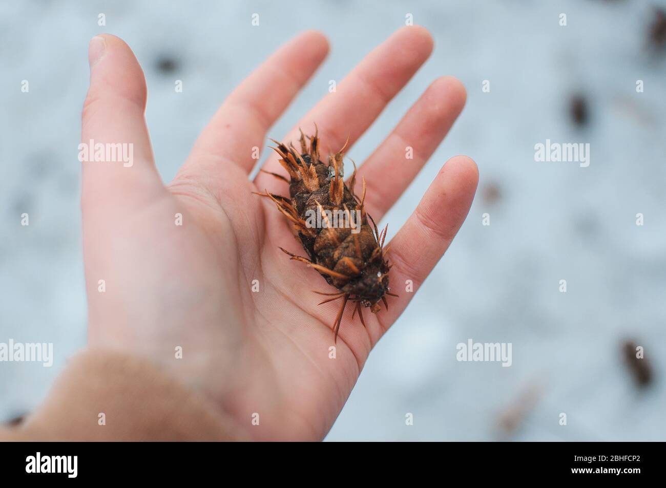 Cone shaped flower hi-res stock photography and images - Alamy