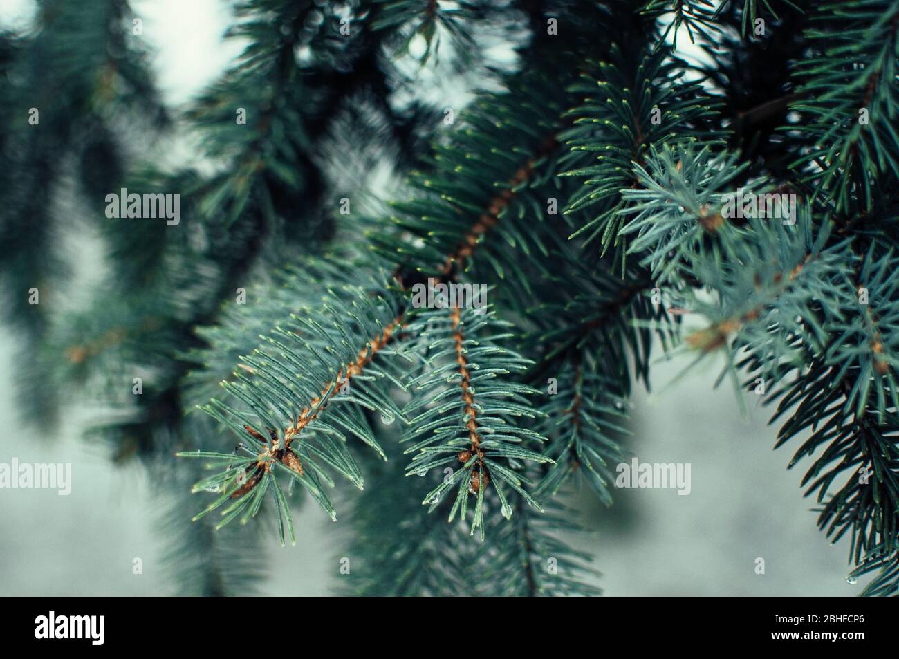 creative layout of blue spruce branches. Template for design for ...