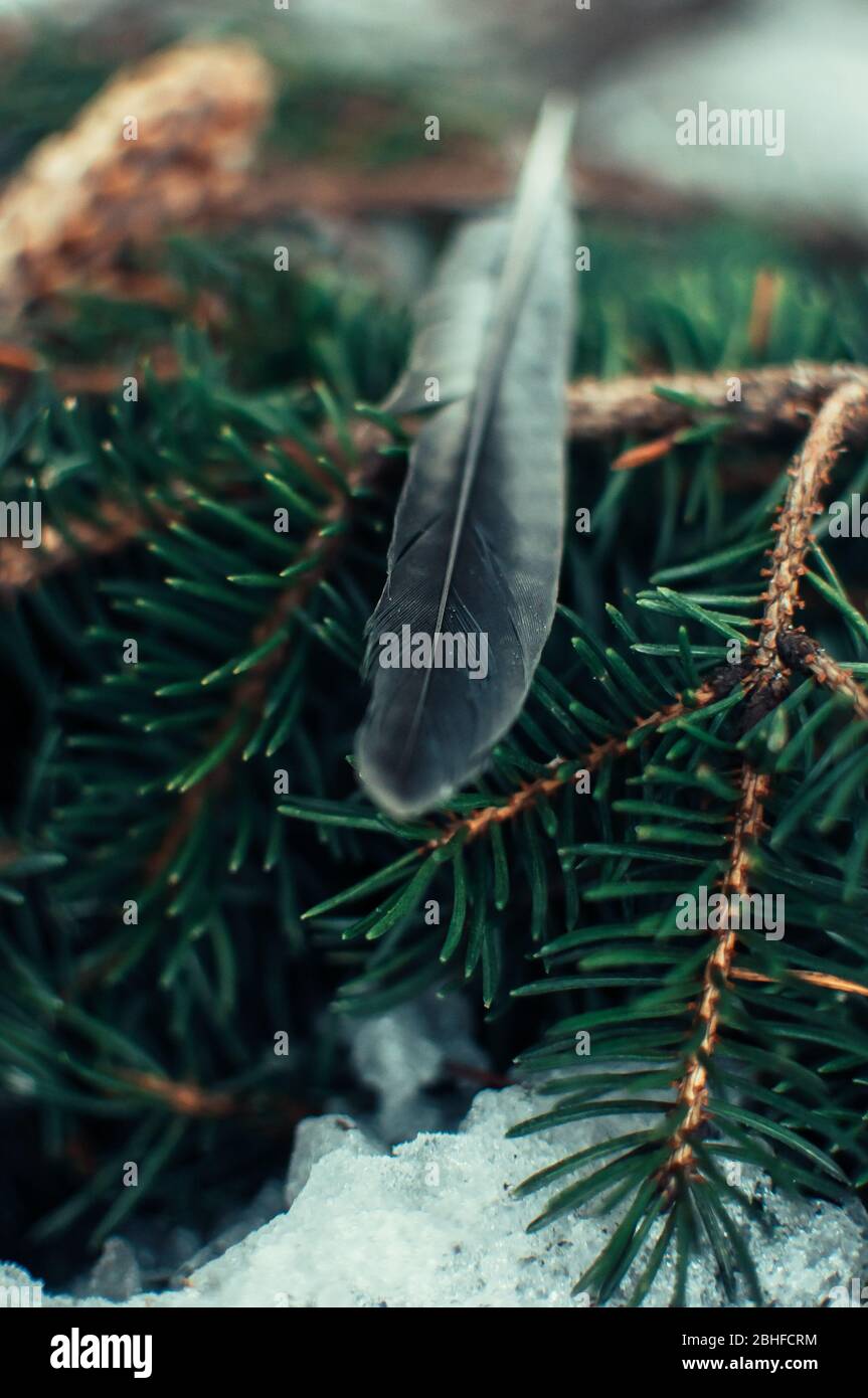 creative layout of branches of blue spruce. On the branches are a cone ...