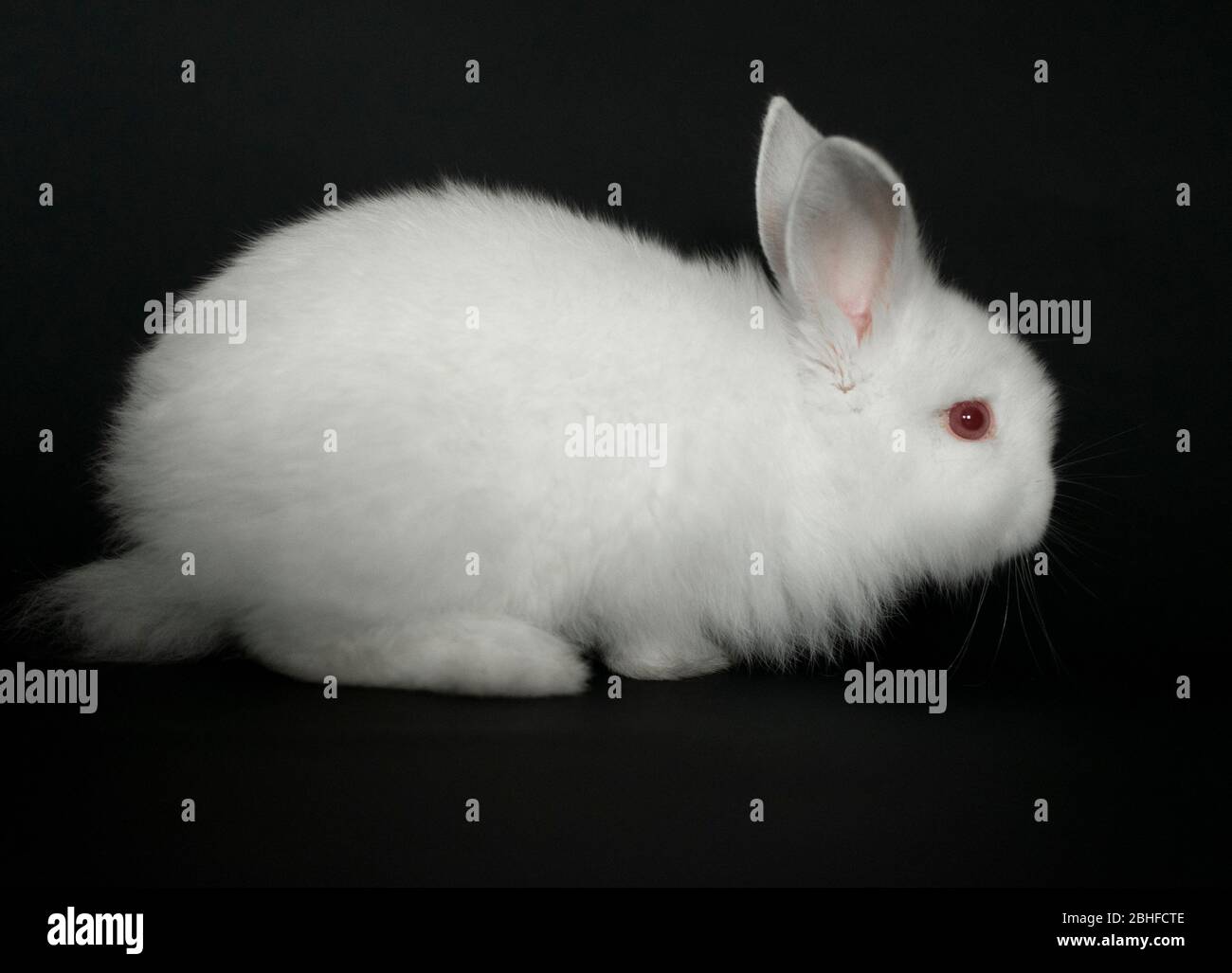 Beautiful white baby rabbit on black background Stock Photo - Alamy