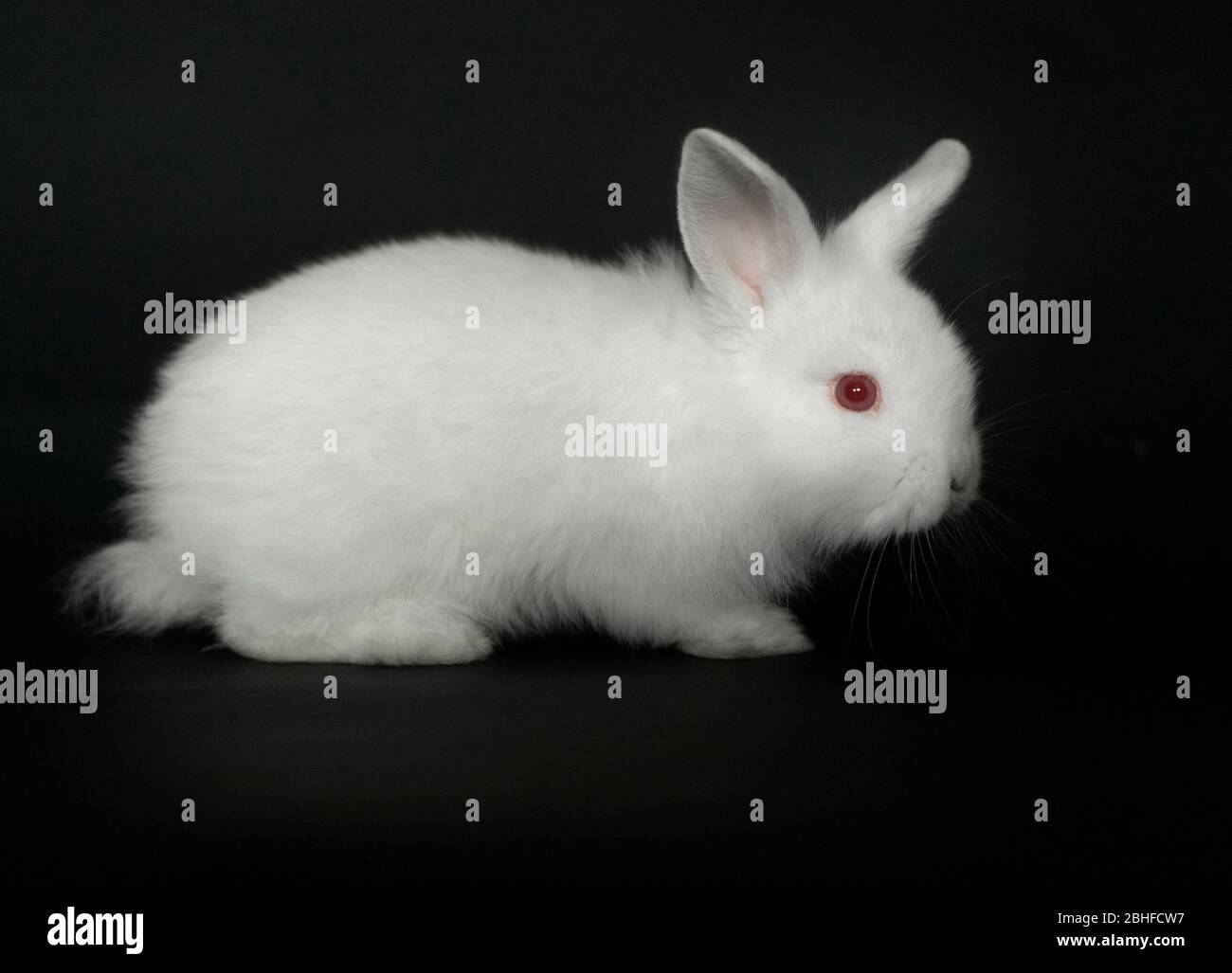 Beautiful white baby rabbit on black background Stock Photo - Alamy