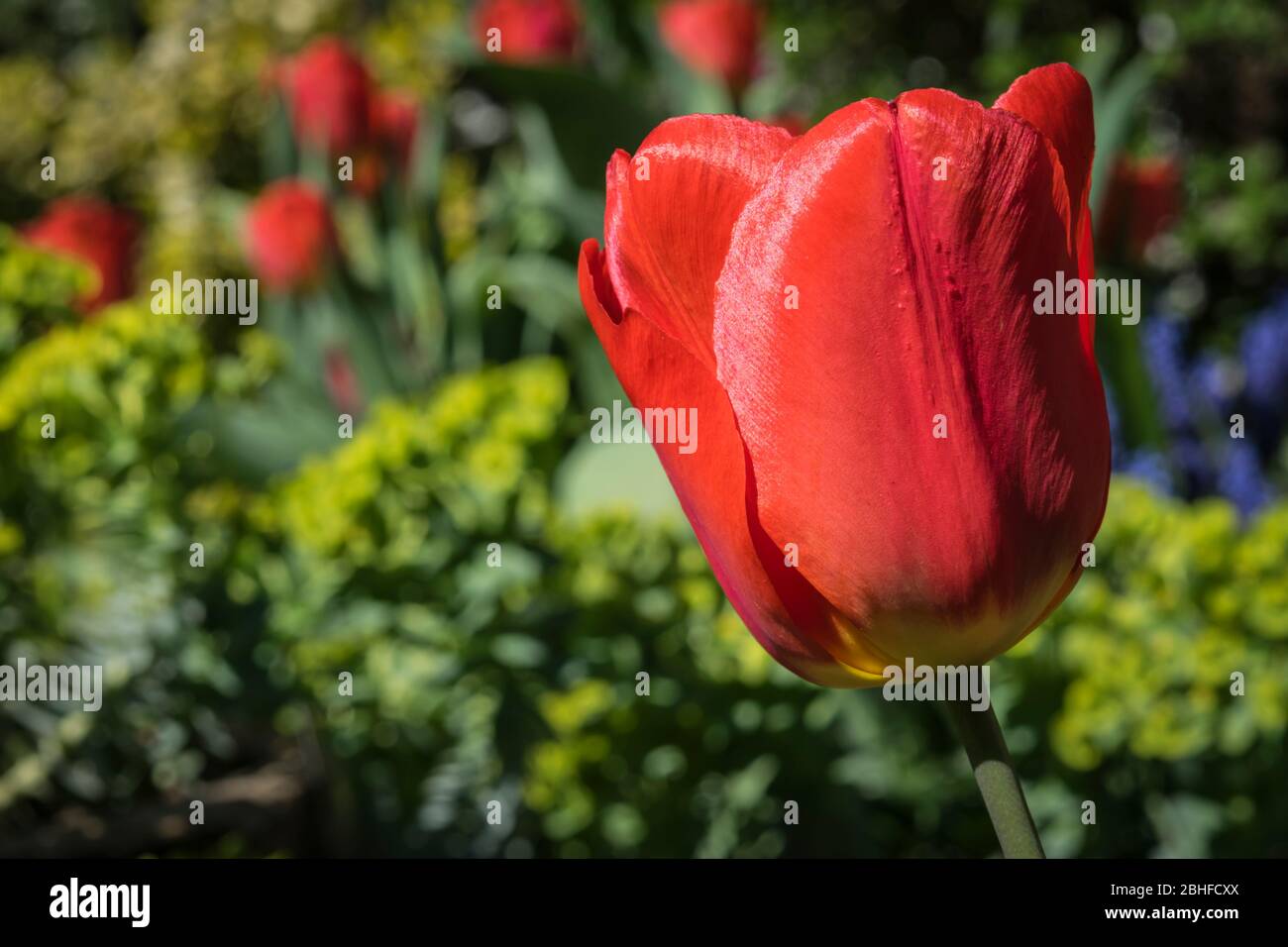 Red pride tulip hi-res stock photography and images - Alamy
